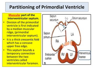 Final heart development.pptx | Heart and Cardiovascular Diseases | Diseases and Conditions
