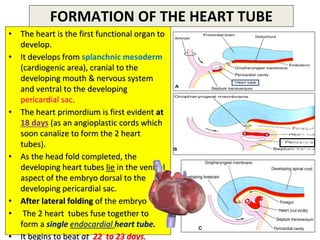 Final heart development.pptx | Heart and Cardiovascular Diseases | Diseases and Conditions
