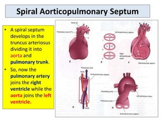 Final heart development.pptx | Heart and Cardiovascular Diseases | Diseases and Conditions
