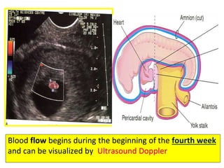 Final heart development.pptx | Heart and Cardiovascular Diseases | Diseases and Conditions