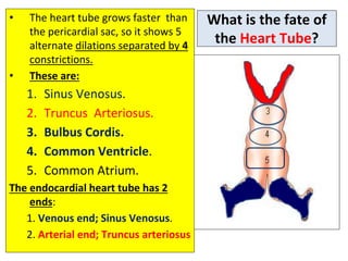 Final heart development.pptx | Heart and Cardiovascular Diseases ...