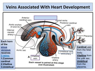 Final heart development.pptx | Heart and Cardiovascular Diseases | Diseases and Conditions