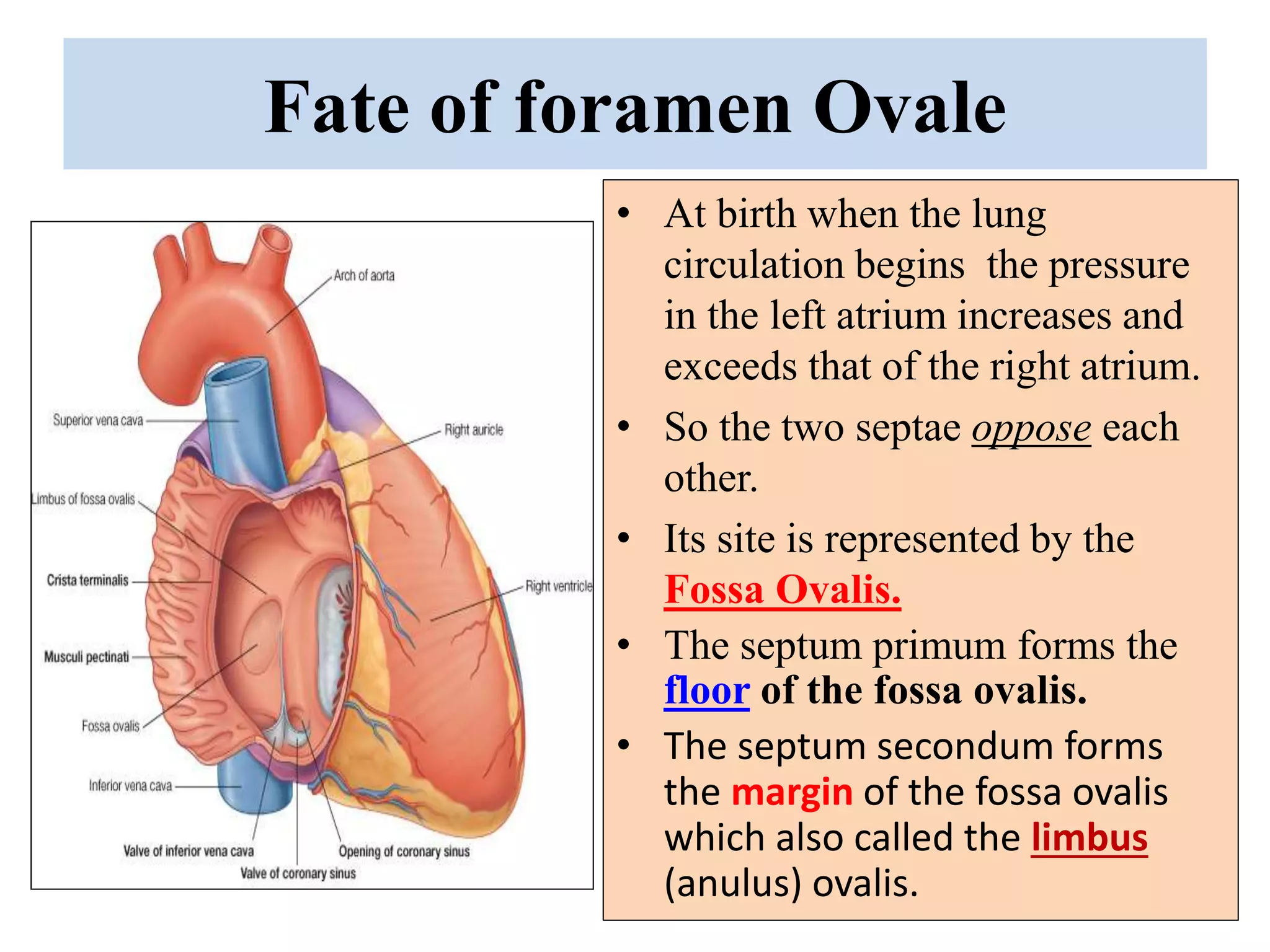 Final heart development.pptx