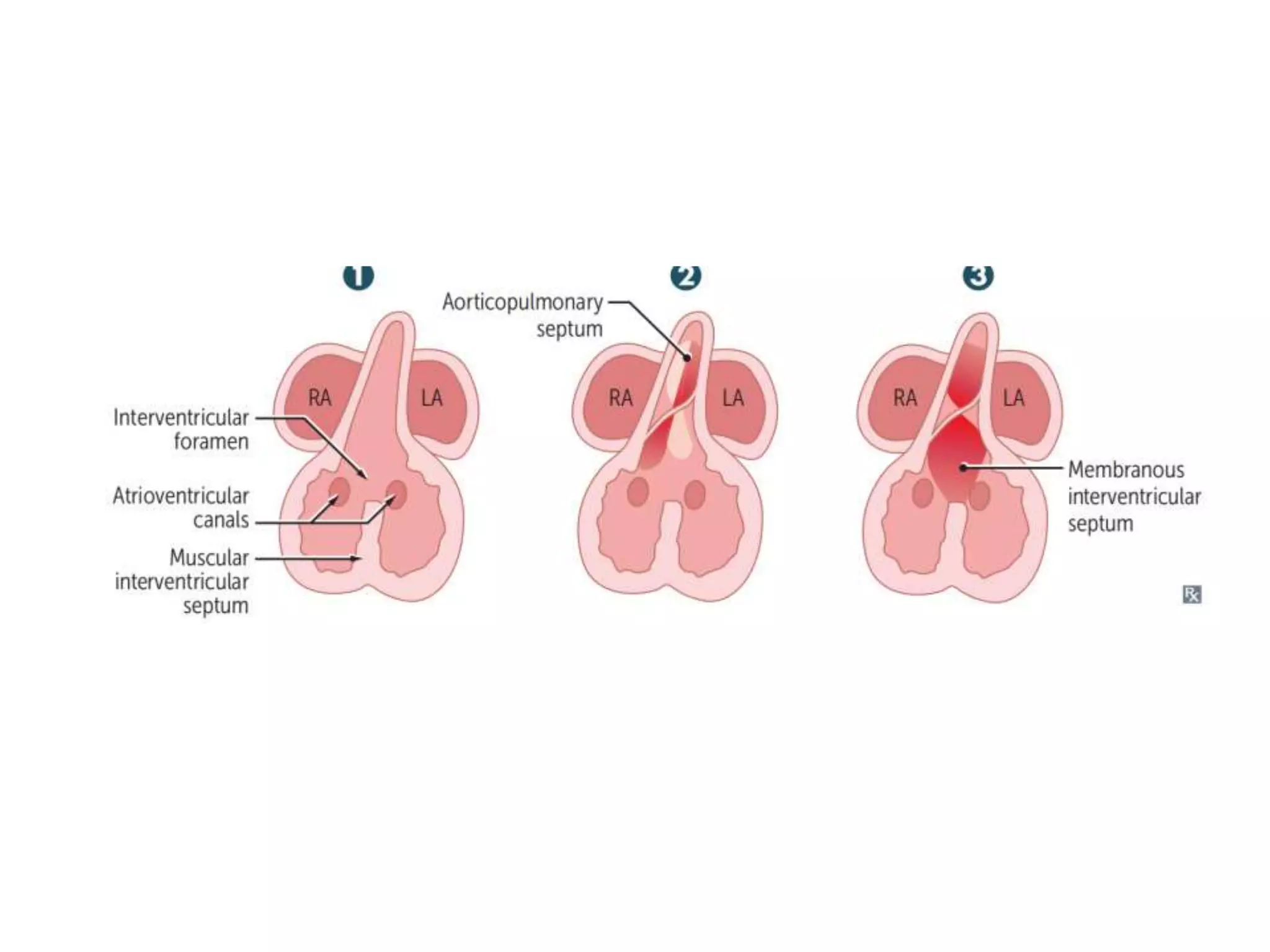 Final heart development.pptx