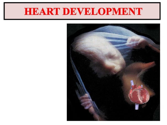 Final heart development.pptx