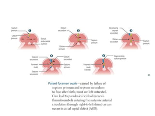 Final heart development.pptx