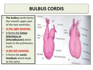 Final heart development.pptx
