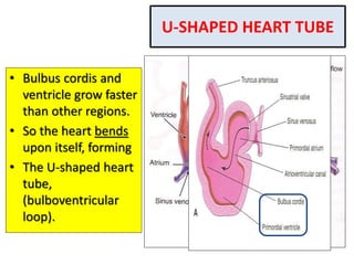 Final heart development.pptx