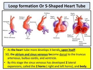 Final heart development.pptx