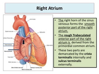 Final heart development.pptx