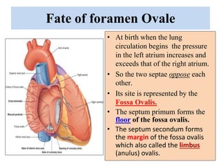 development of heart.pptx