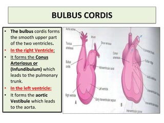 development of heart.pptx