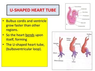 development of heart.pptx