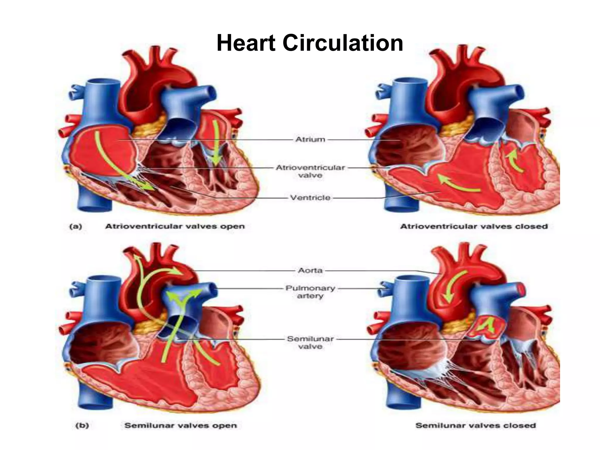 Heart part 1 ll SOHAN PATEL | PPT