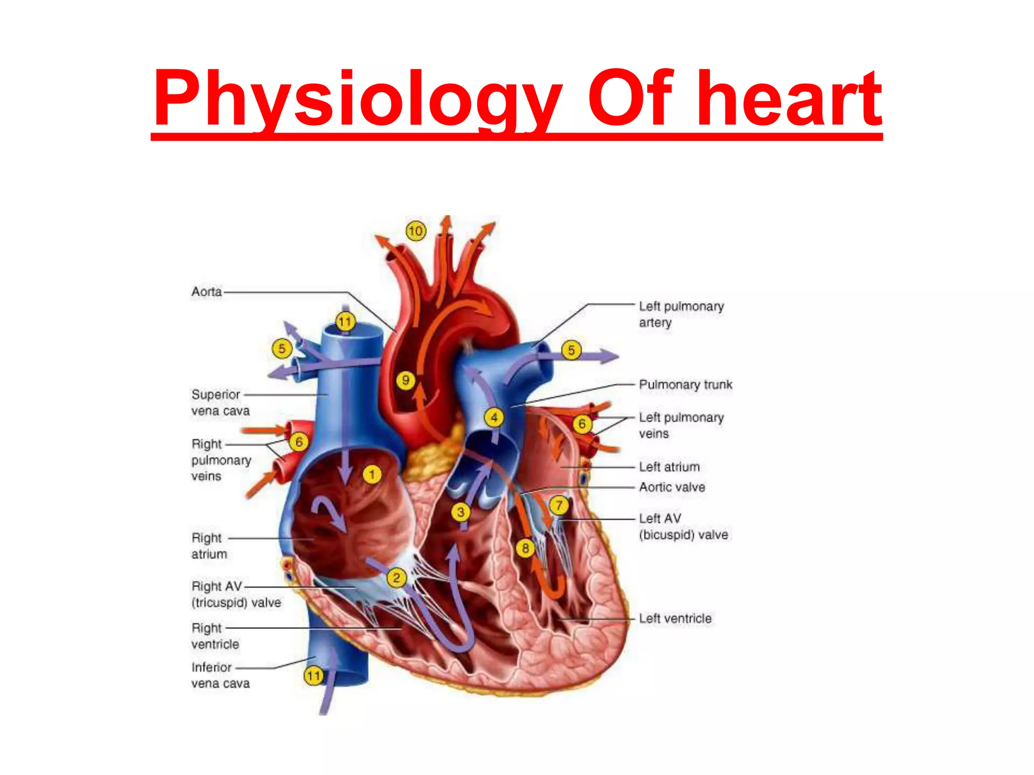 Heart part 1 ll SOHAN PATEL | PPT