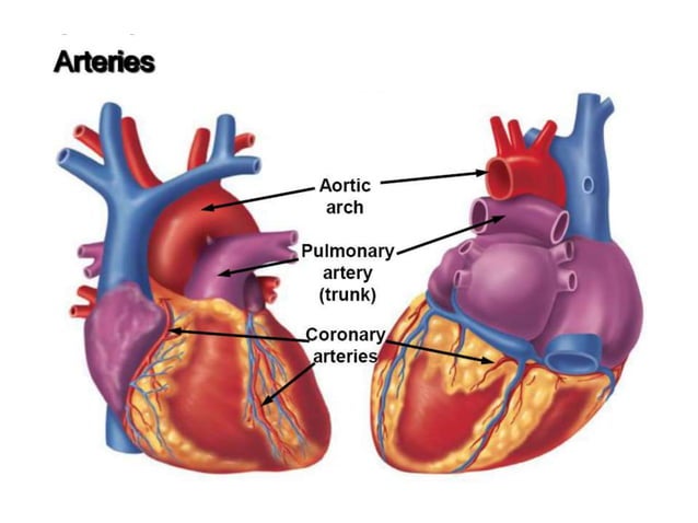 Heart part 1 ll SOHAN PATEL | PPT