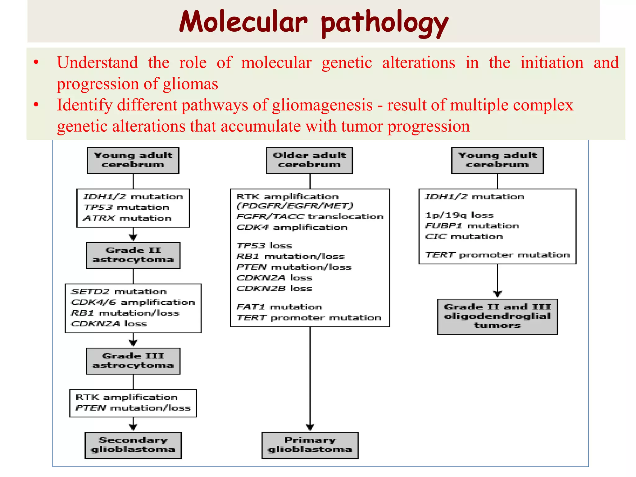 High Grade Glioma | PPTX