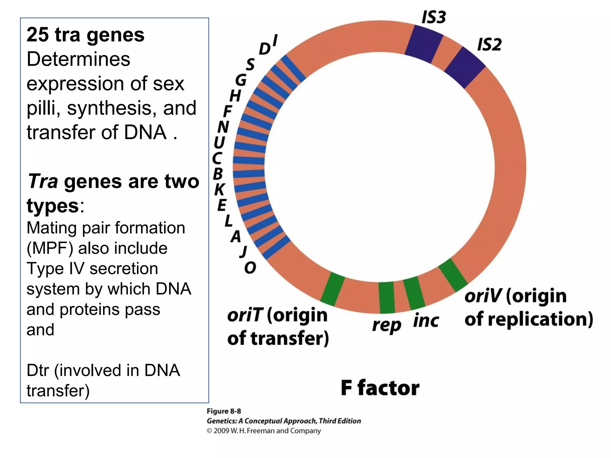 Final horizontal gene transfer | PPT