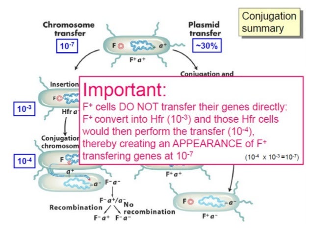 Final horizontal gene transfer