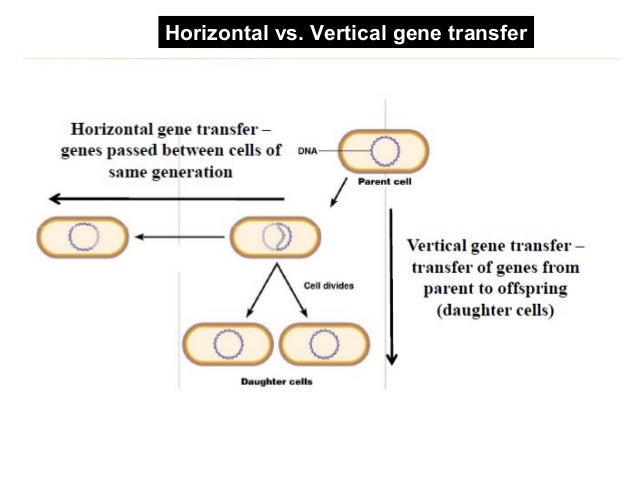 Final horizontal gene transfer