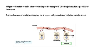 Final Hormones and their role in human body | PPTX
