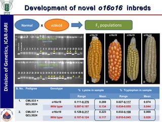 Molecular Breeding for Development of Biofortified Maize Hybrids in ...