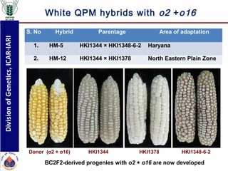 Molecular Breeding for Development of Biofortified Maize Hybrids in ...