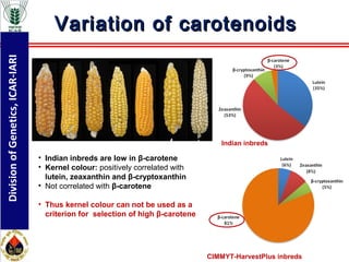 Molecular Breeding for Development of Biofortified Maize Hybrids in ...