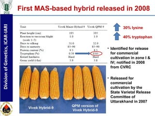 Molecular Breeding for Development of Biofortified Maize Hybrids in ...