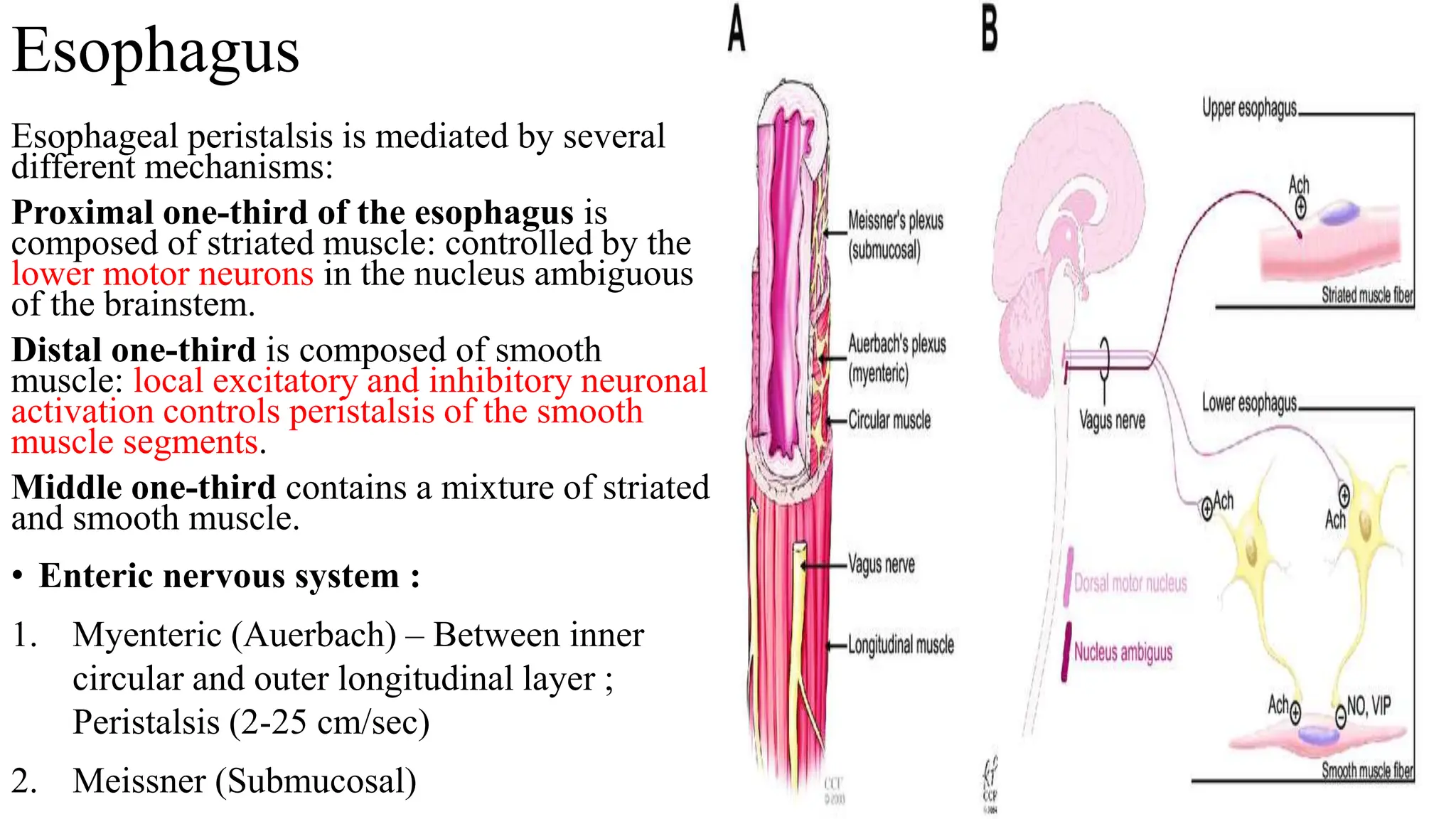 Imaging review Gastrointestinal motility disorders.pptx