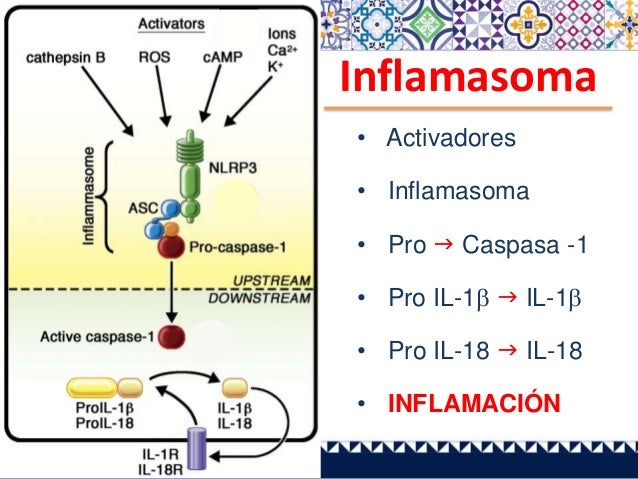 Inflamasoma, autofagia, alergia