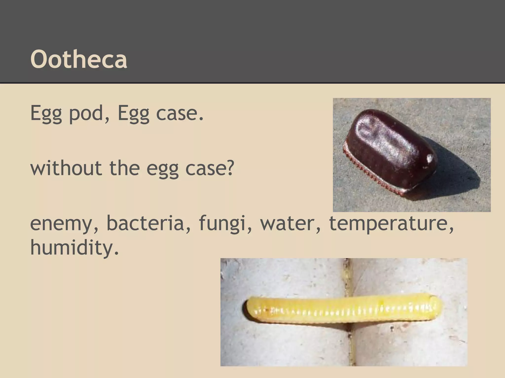 Final insect physiology | PPT