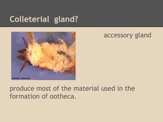 Final insect physiology | PPT
