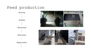 Poultry feed processing internship report | PPT