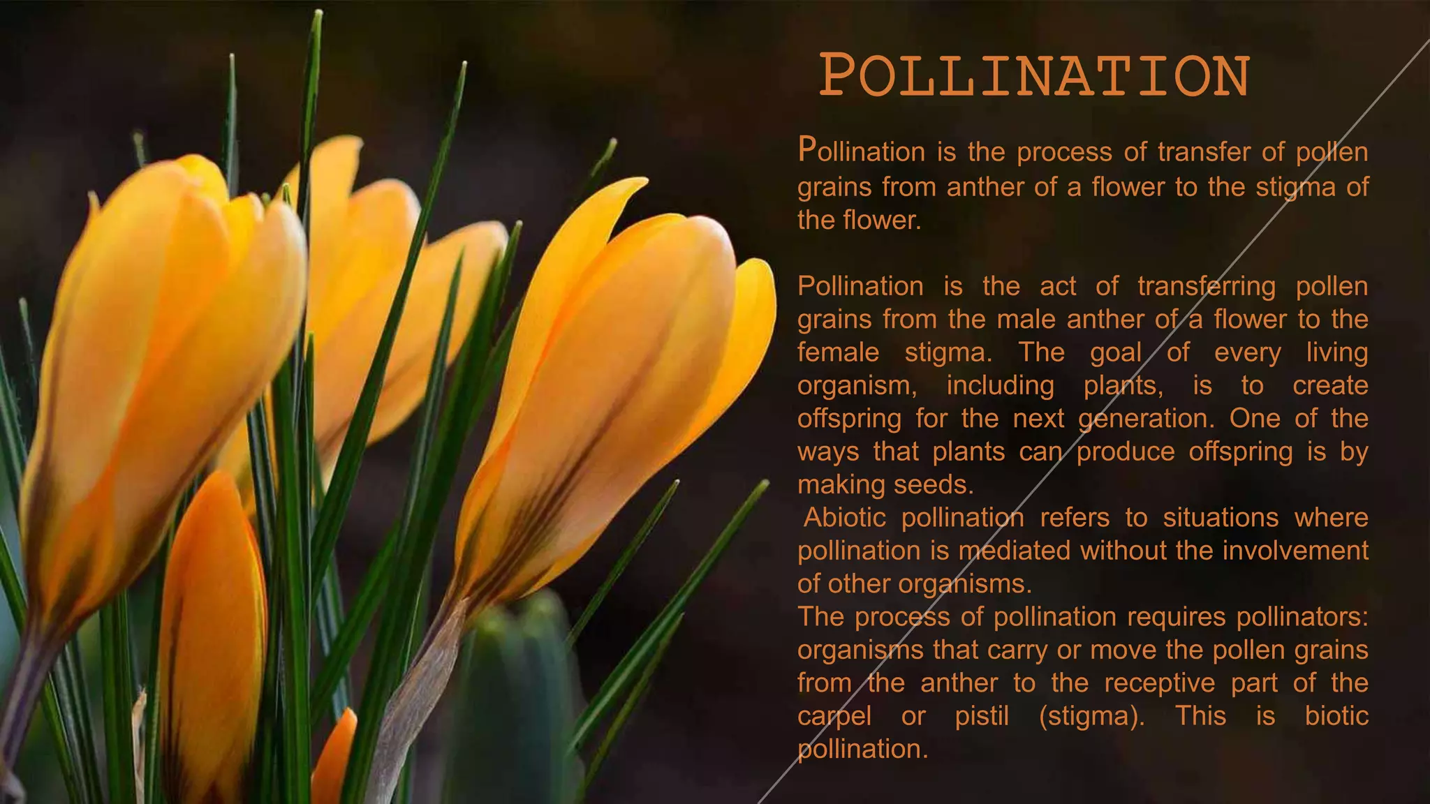 Investigatory project of biology on pollination in flowering plants | PPTX