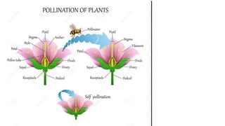 Investigatory project of biology on pollination in flowering plants | PPTX