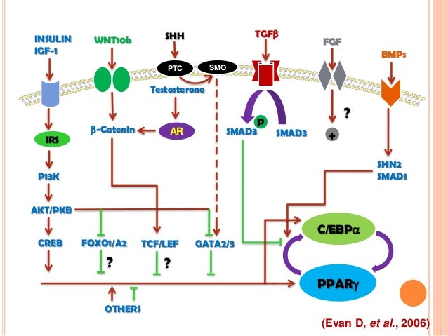 Fat and Beyond: The Diverse Biology of PPAR gamma