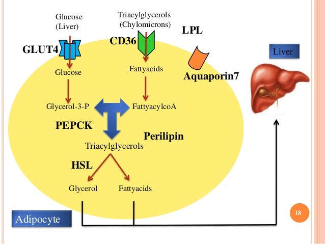 Fat and Beyond: The Diverse Biology of PPAR gamma
