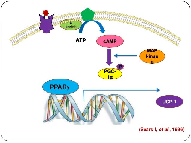 Fat and Beyond: The Diverse Biology of PPAR gamma