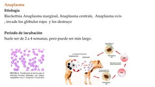Final jonathan armijos anaplasma vacas | PPTX
