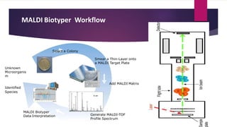 MALDI - TOF MS: Where Mass Spectrometry Meets Microbiology | PPTX