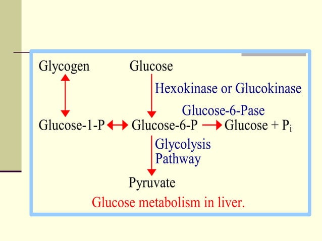 Final lect; 8 glycogen storage diseases | PPT