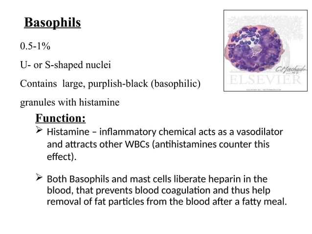 lect on wbc body fluid module medical students | PPT