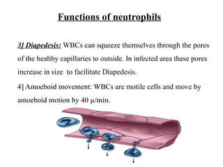 lect on wbc body fluid module medical students | PPTX