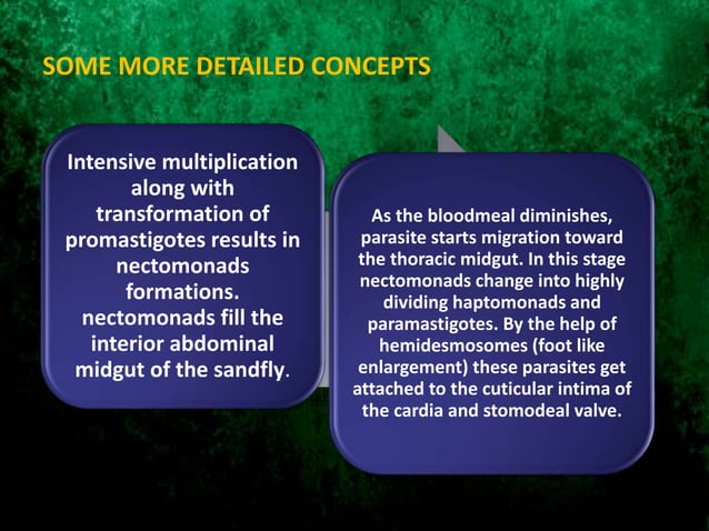 Leishmaniasis and Its Types and Cures | PPTX | Infectious Diseases ...