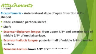 Fibula Bone Anatomy And It's Ayurvedic Aspects | PPTX