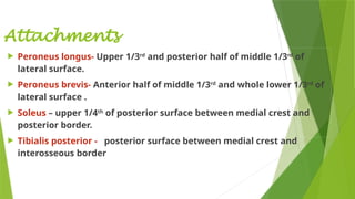 Fibula Bone Anatomy And It's Ayurvedic Aspects | PPTX
