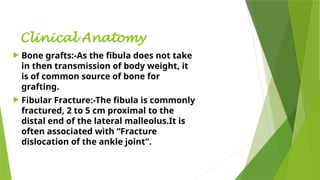 Fibula Bone Anatomy And It's Ayurvedic Aspects | PPTX