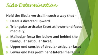 Fibula Bone Anatomy And It's Ayurvedic Aspects | PPTX