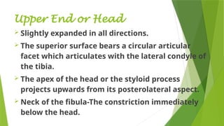 Fibula Bone Anatomy And It's Ayurvedic Aspects | PPTX